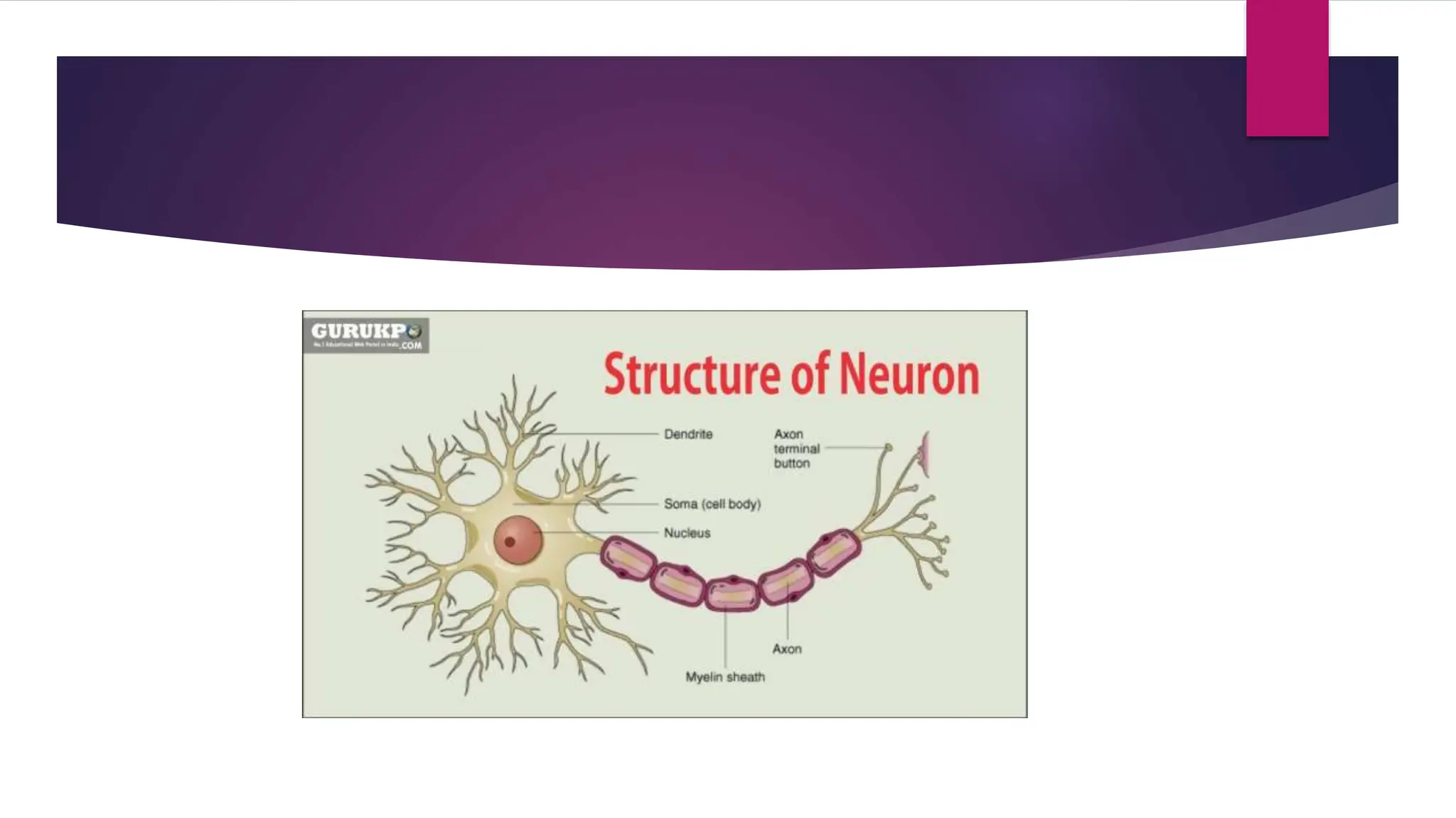 NEURAL-CONTROL-COORDINATION- PPT.PPTX ( | PPT