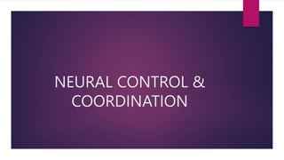 NEURAL-CONTROL-COORDINATION- PPT.PPTX ( | PPT