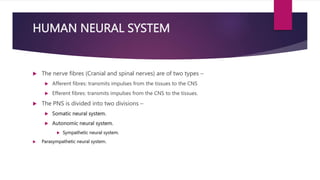 NEURAL-CONTROL-COORDINATION- PPT.PPTX ( | PPT