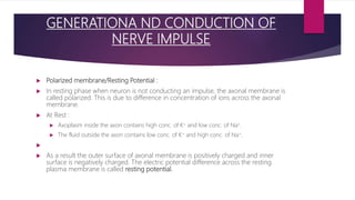 Neural control-coordination-ppt class xi | PPTX