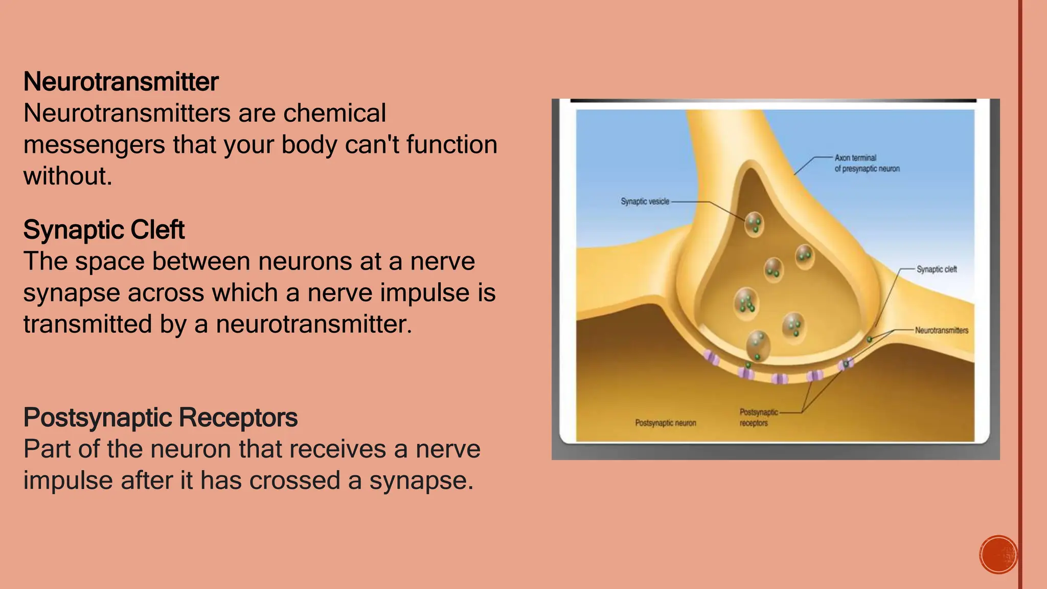 Neural-control-of-exercises-muscles.pptx