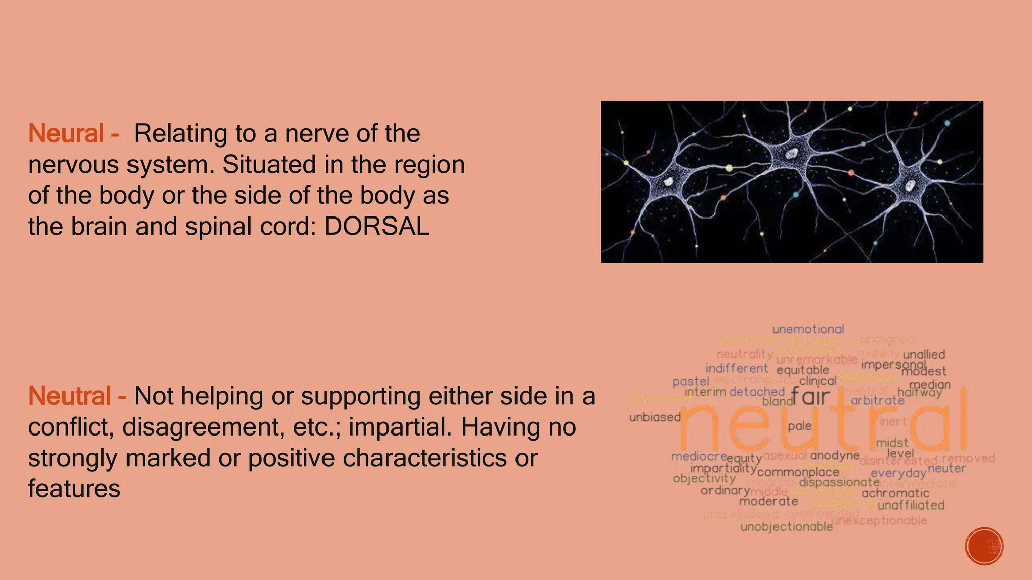Neural-control-of-exercises-muscles.pptx
