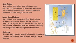 Neural-control-of-exercises-muscles.pptx