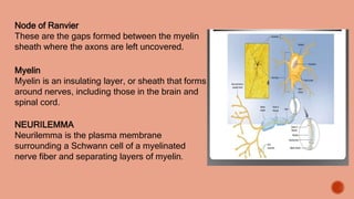 Neural-control-of-exercises-muscles.pptx