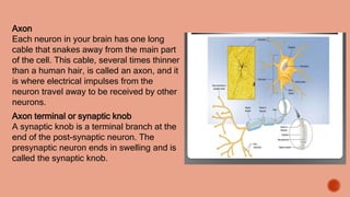 Neural-control-of-exercises-muscles.pptx
