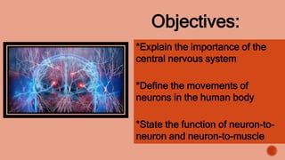 Neural-control-of-exercises-muscles.pptx