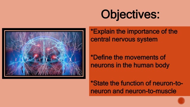 Neural-control-of-exercises-muscles.pptx