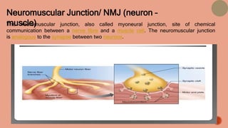 Neural-control-of-exercises-muscles.pptx
