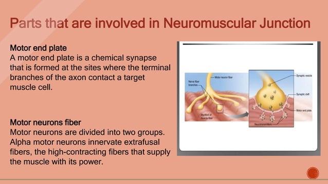 Neural-control-of-exercises-muscles.pptx