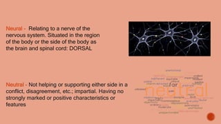 Neural-control-of-exercises-muscles.pptx
