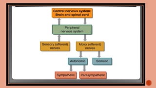Neural-control-of-exercises-muscles.pptx