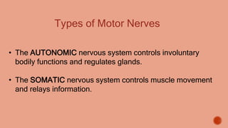 Neural-control-of-exercises-muscles.pptx