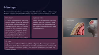 NEURAL-NETWORK.pptx HOW THE BRAIN FUNCTIONS | PPTX