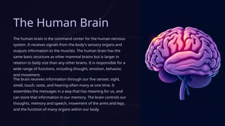NEURAL-NETWORK.pptx HOW THE BRAIN FUNCTIONS | PPTX