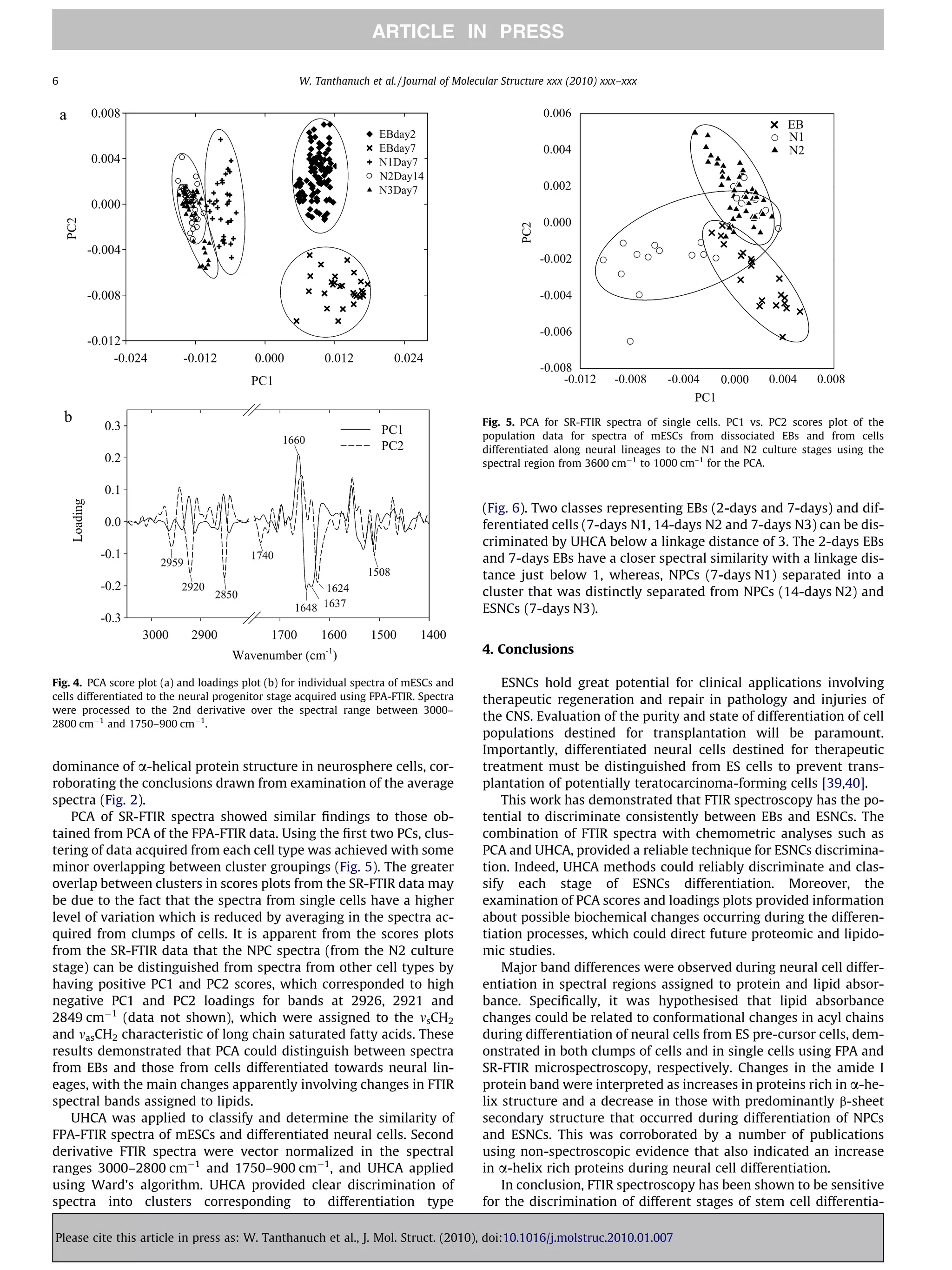 Neural Stem Cell Differentiation | PDF