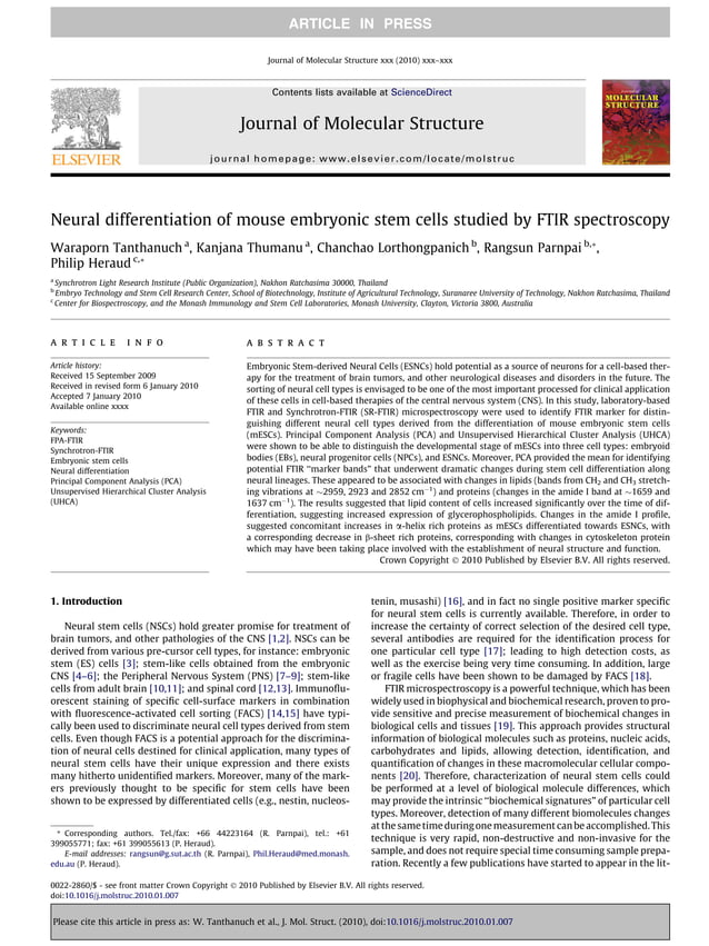 Neural Stem Cell Differentiation | PDF
