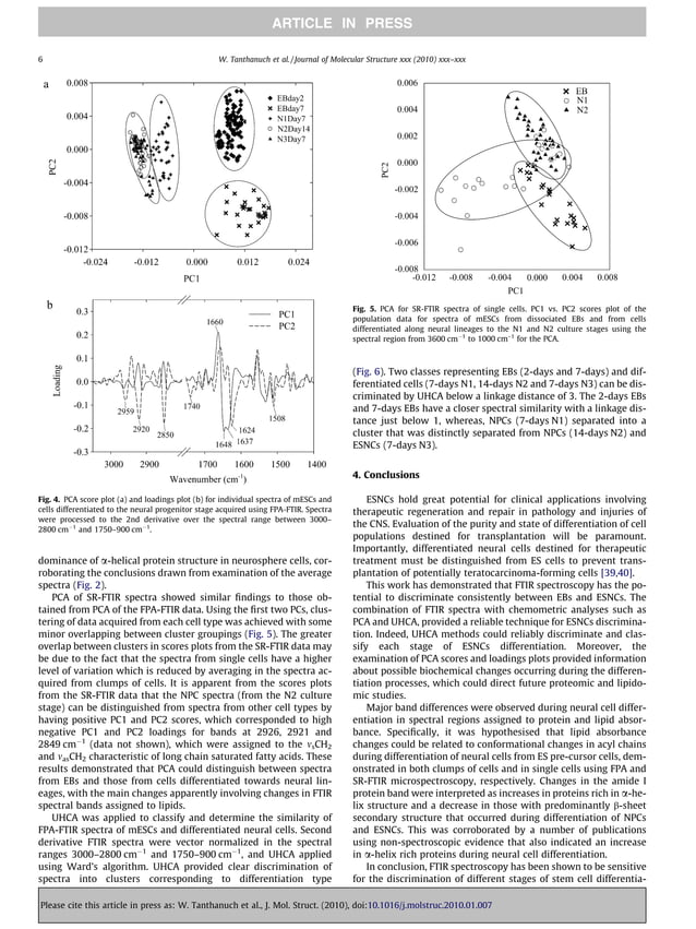 Neural Stem Cell Differentiation | PDF
