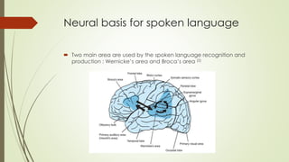 Neural basis of sign language | PPT