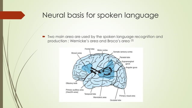 Neural basis of sign language | PPT