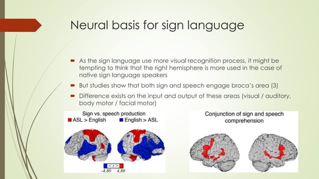 Neural basis of sign language | PPT