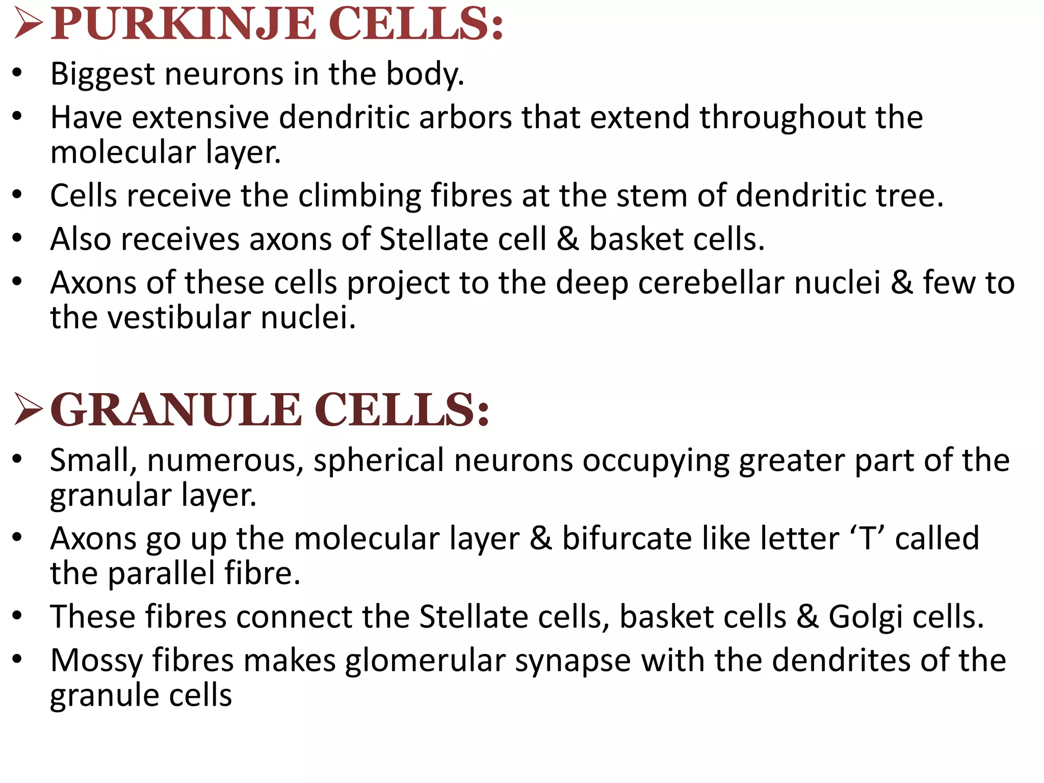 Neural circuit of cerebellum, | PPTX