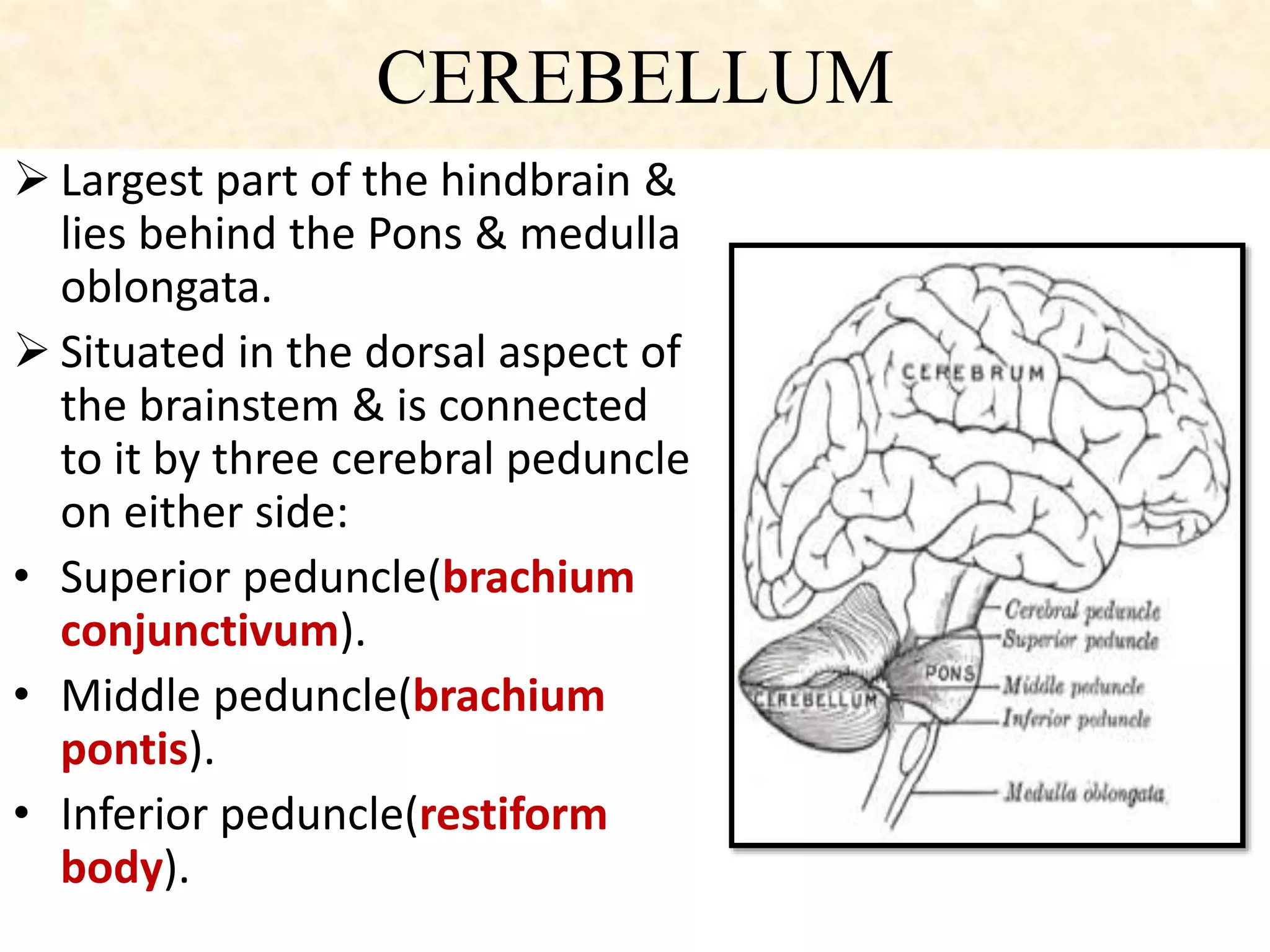 Neural circuit of cerebellum, | PPTX