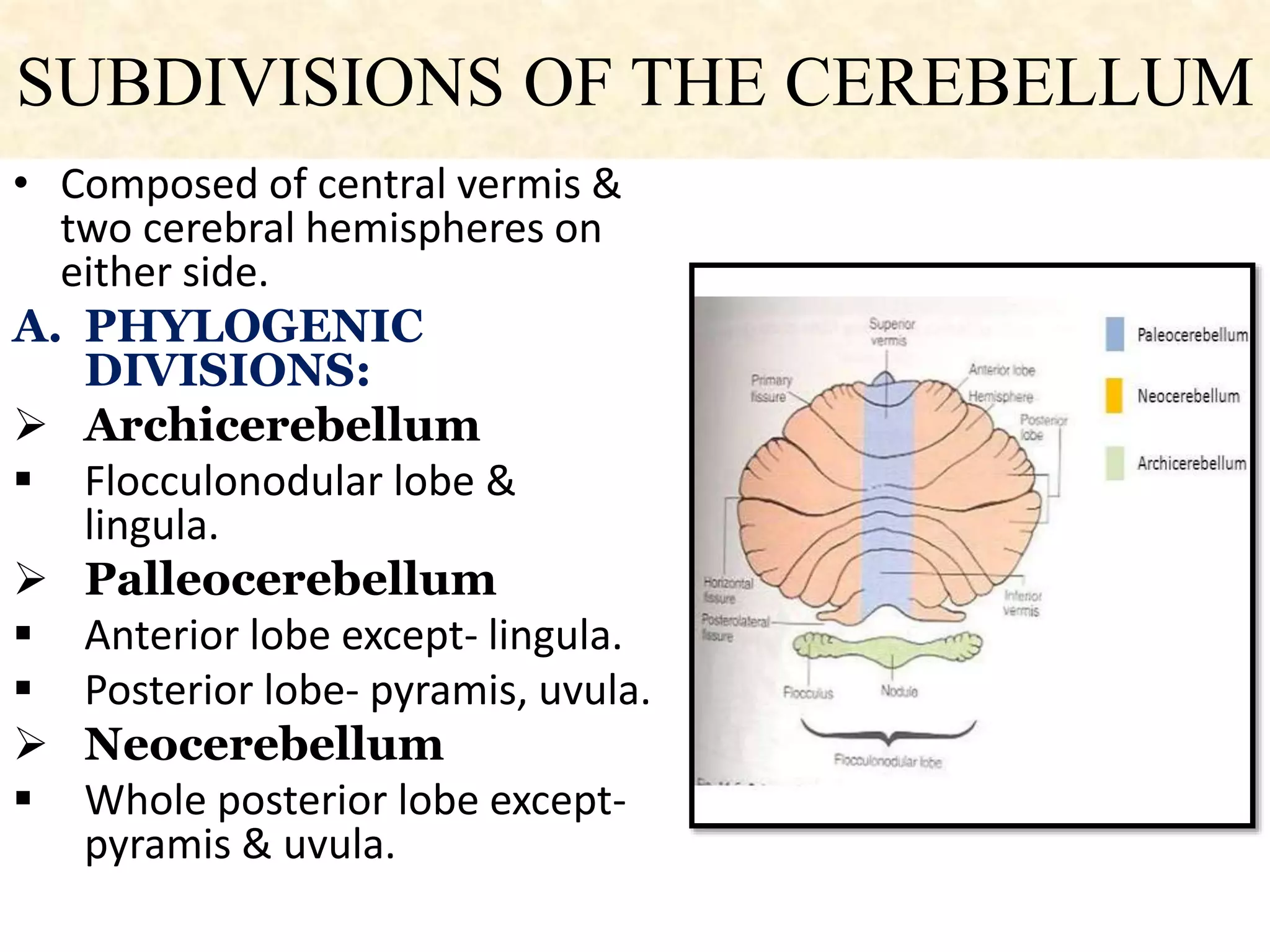Neural circuit of cerebellum, | PPTX