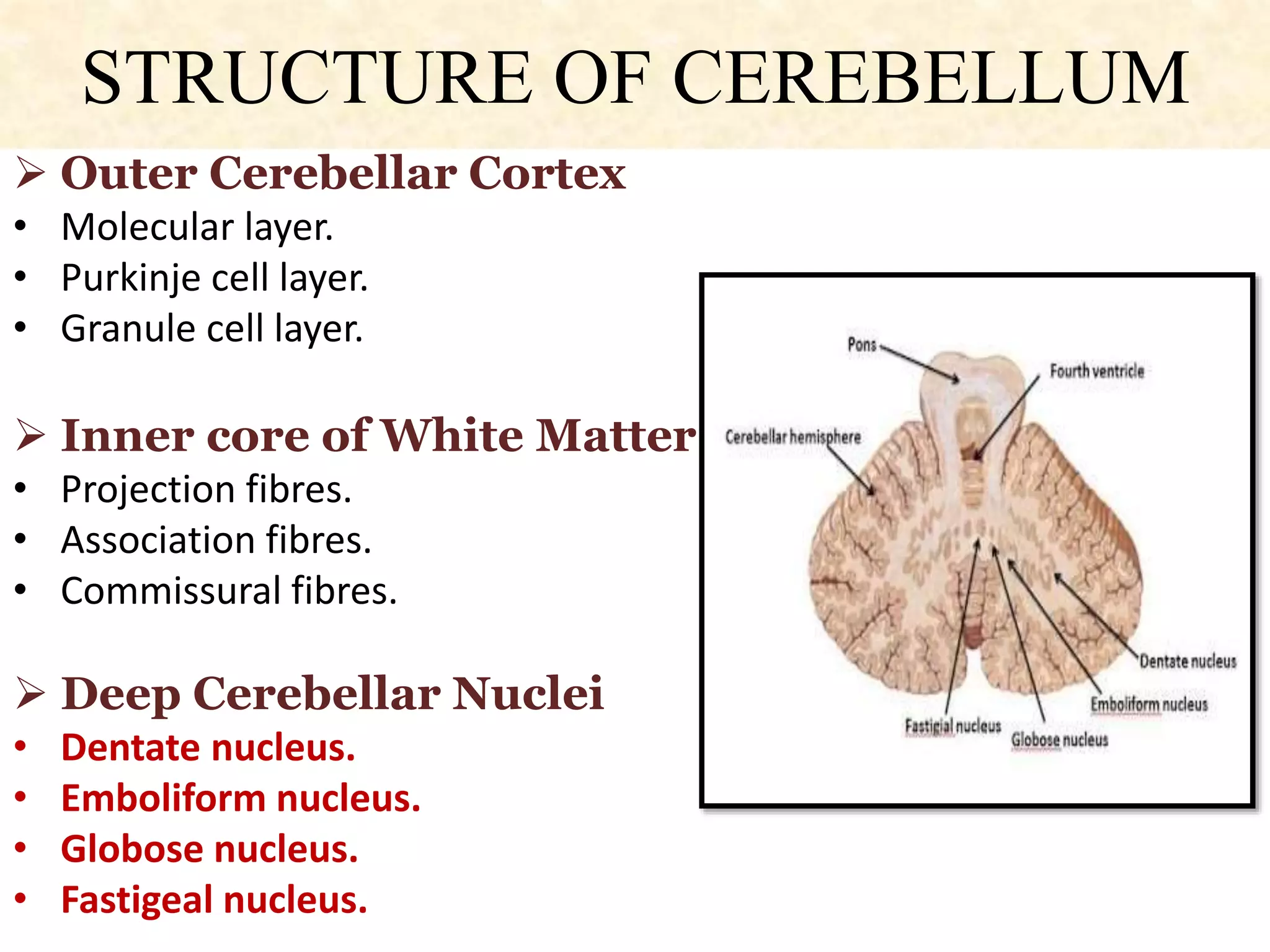 Neural circuit of cerebellum, | PPTX