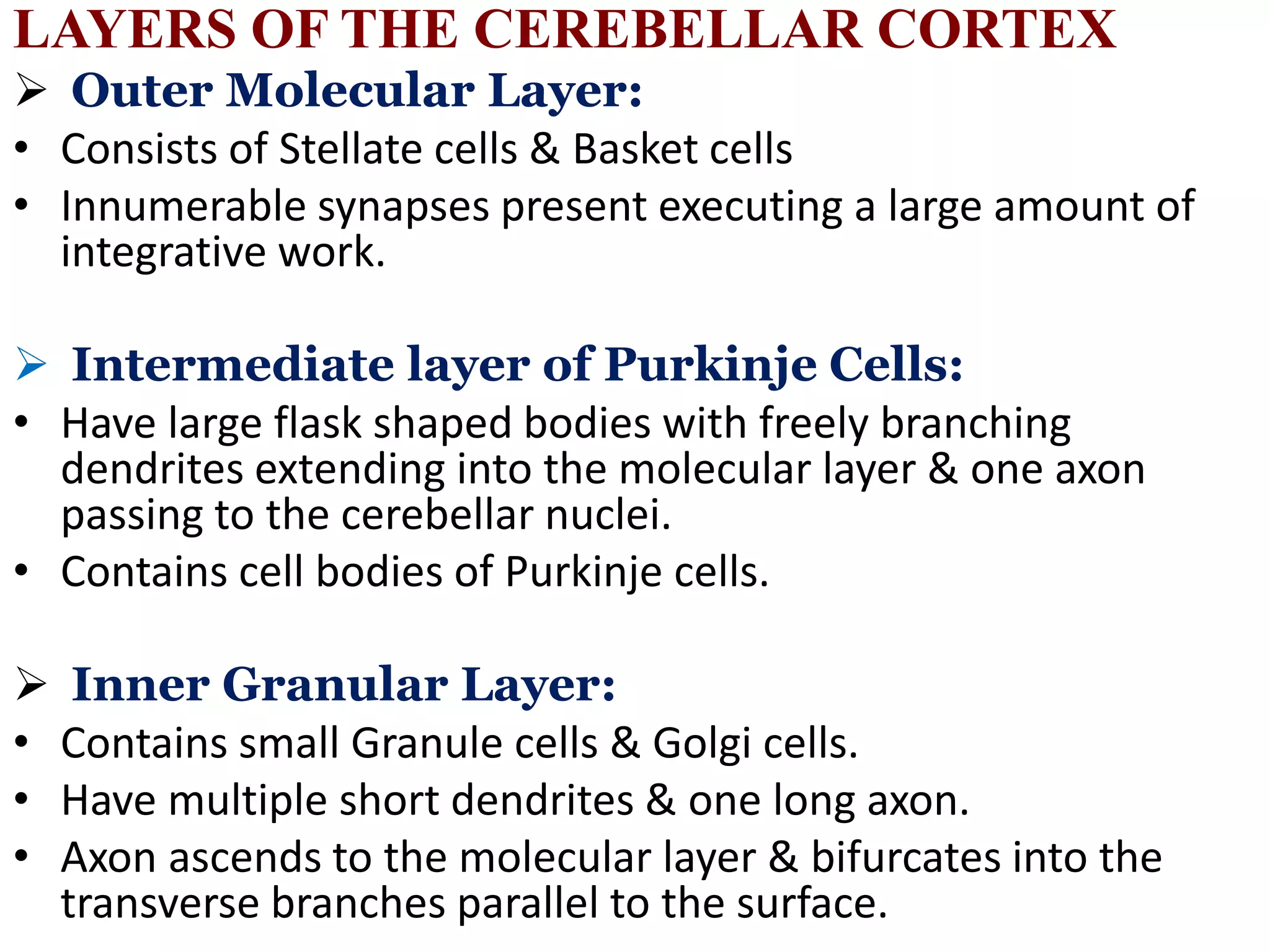 Neural circuit of cerebellum, | PPTX
