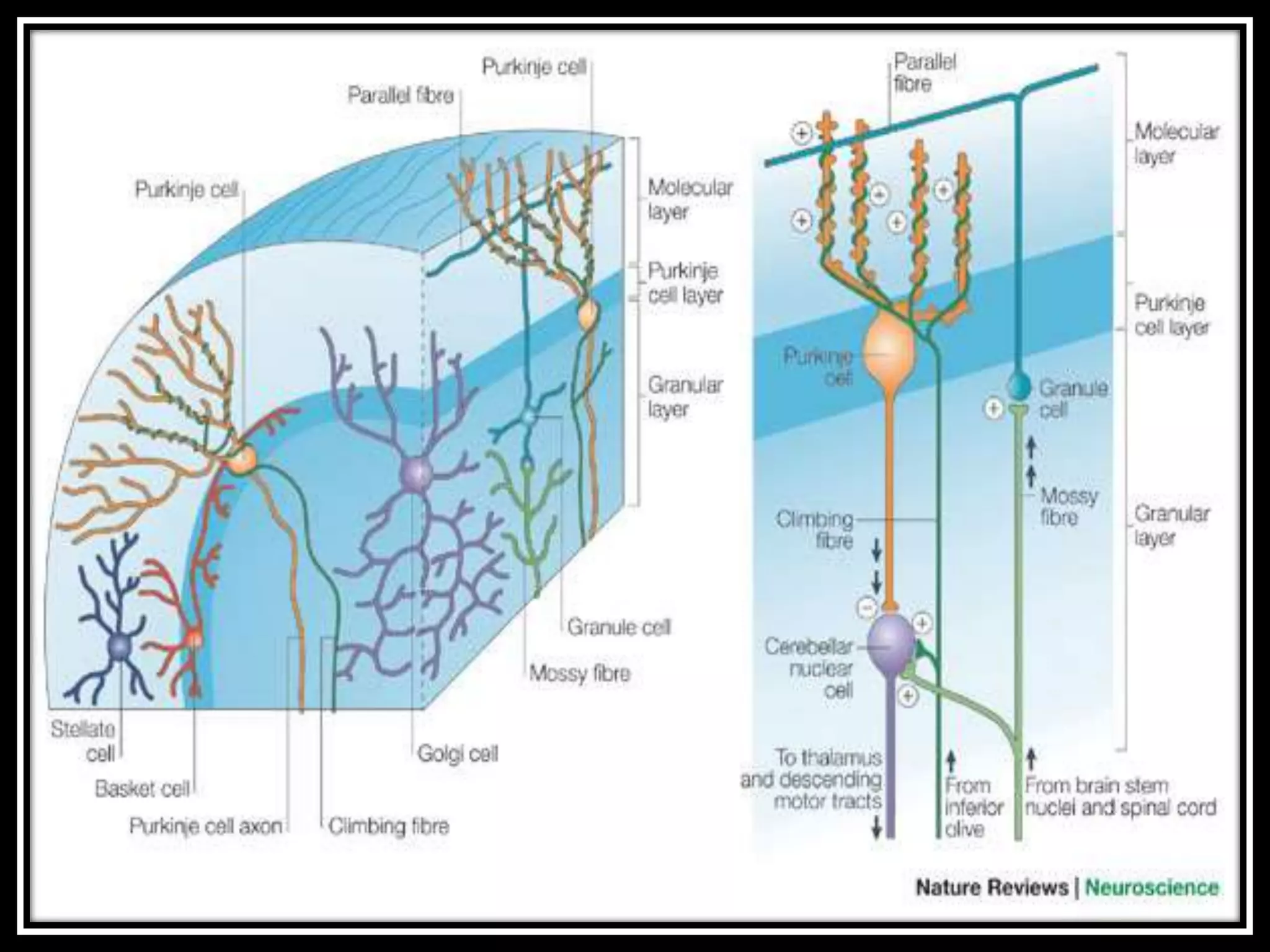 Neural circuit of cerebellum, | PPTX