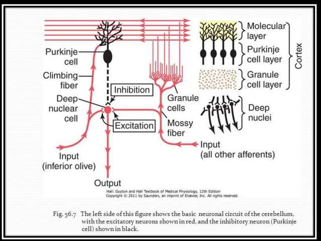Neural circuit of cerebellum, | PPTX | Brain and Nervous System ...