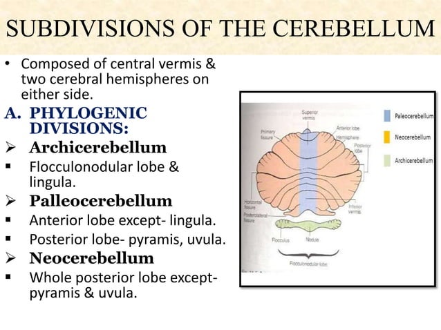 Neural circuit of cerebellum, | PPTX | Brain and Nervous System ...