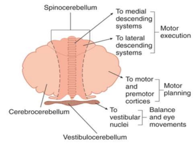 Neural circuit of cerebellum, | PPTX | Brain and Nervous System Disorders | Diseases and Conditions