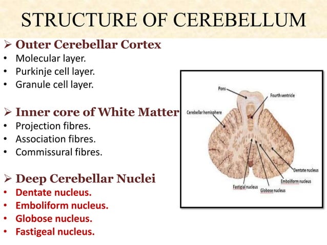 Neural circuit of cerebellum, | PPTX | Brain and Nervous System Disorders | Diseases and Conditions