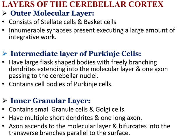 Neural circuit of cerebellum, | PPTX | Brain and Nervous System Disorders | Diseases and Conditions