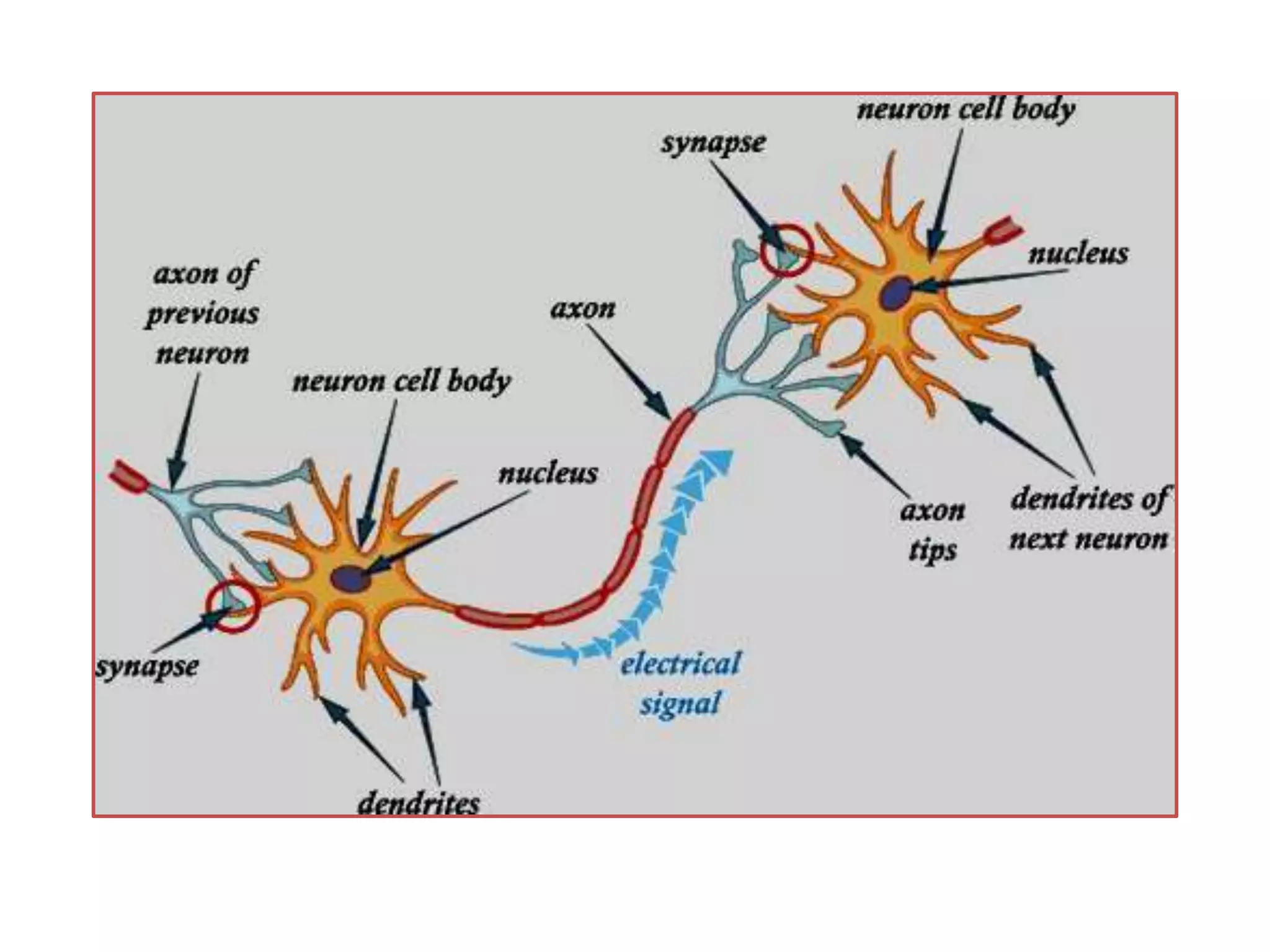 Neural Conduction and Transmission | PPTX