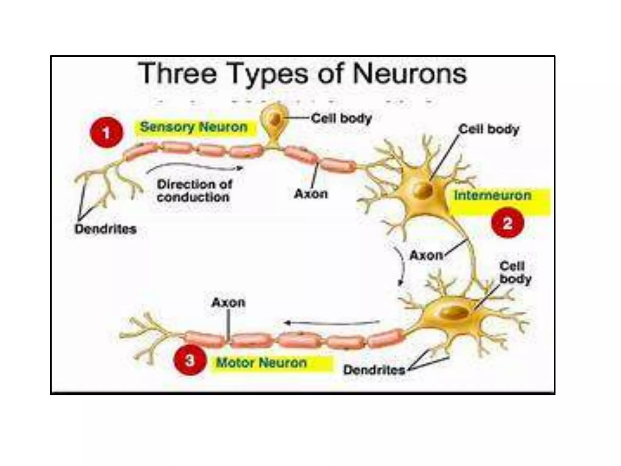 Neural Conduction and Transmission | PPTX