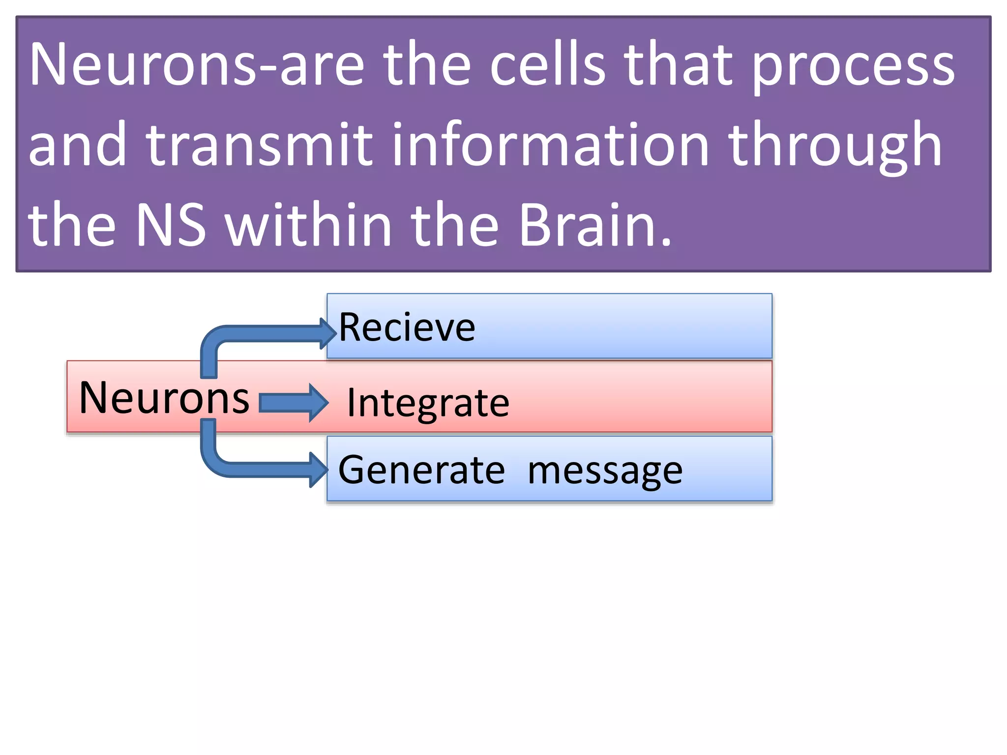 Neural Conduction and Transmission | PPTX