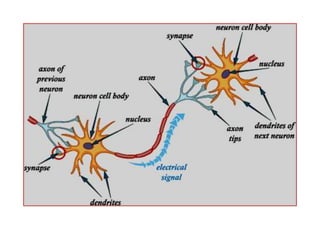 Neural Conduction and Transmission | PPTX