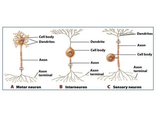 Neural Conduction and Transmission | PPTX