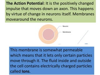 Neural Conduction and Transmission | PPTX
