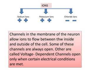 Neural Conduction and Transmission | PPTX