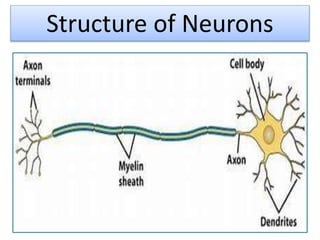 Neural Conduction and Transmission | PPTX