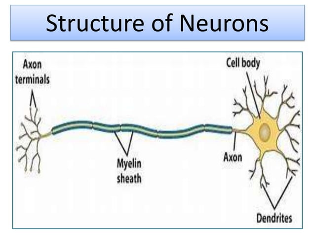 Neural Conduction and Transmission | PPTX