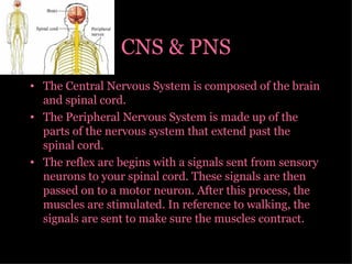 Neural Control. | PPT