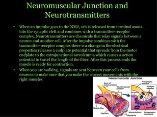 Neural Control. | PPT