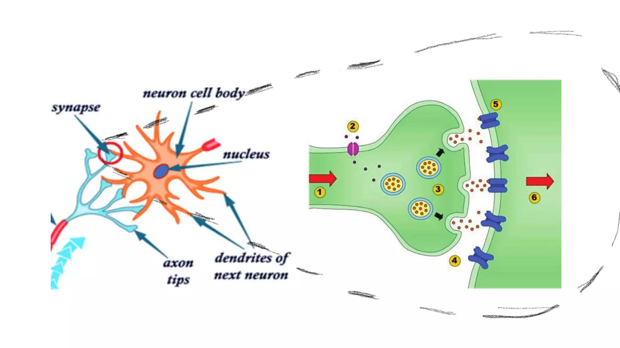 Neural conduction across neuron and Synapse.pptx