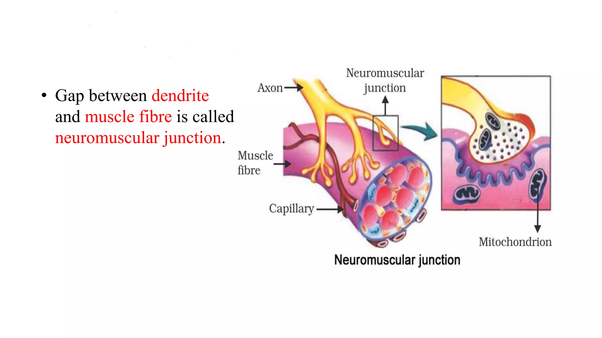 Neural conduction across neuron and Synapse.pptx