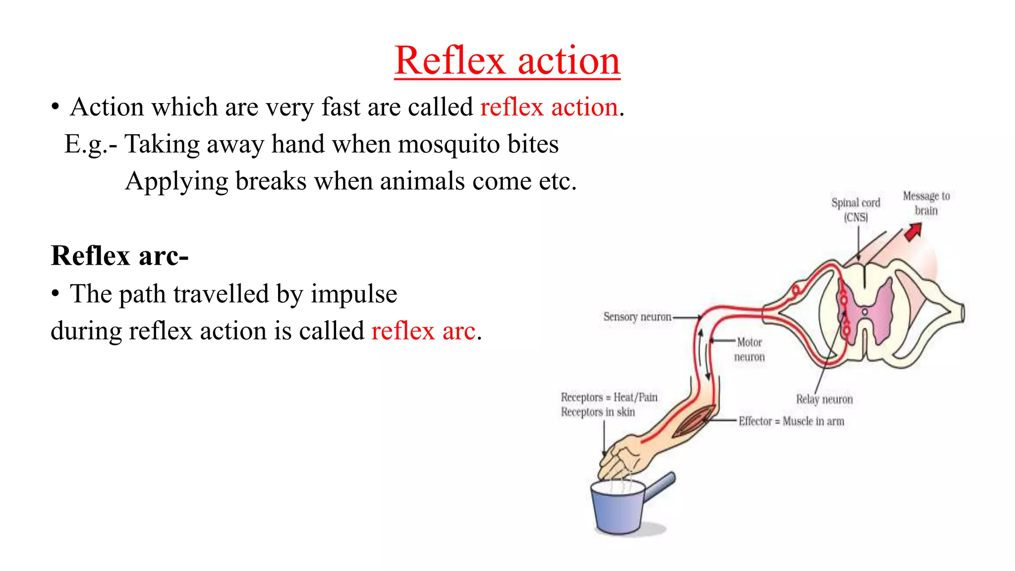 Neural conduction across neuron and Synapse.pptx
