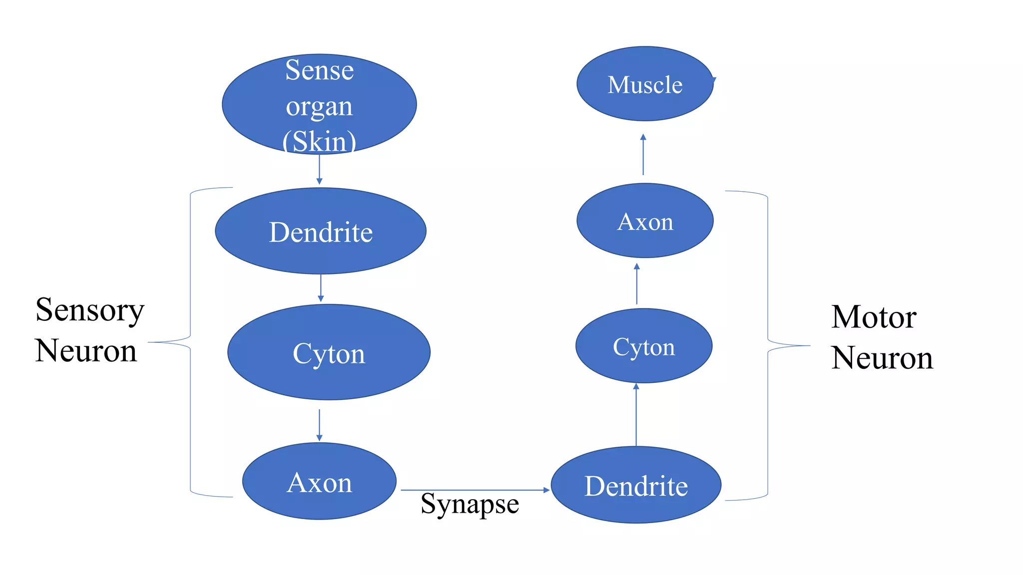 Neural conduction across neuron and Synapse.pptx